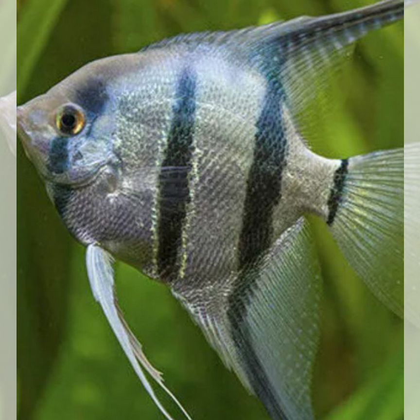 Продам скалярию (крупную), мальчик