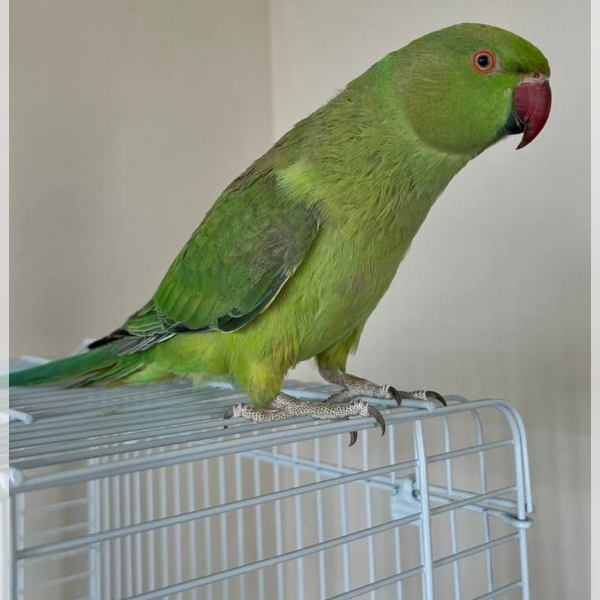 Ожереловый попугай выкормыш