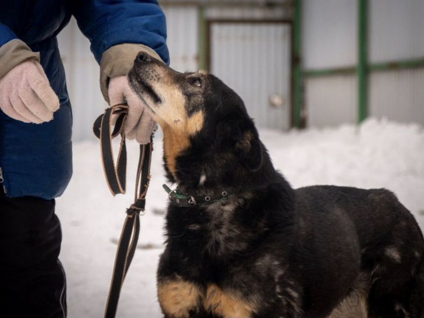 Спокойная собачка в приюте