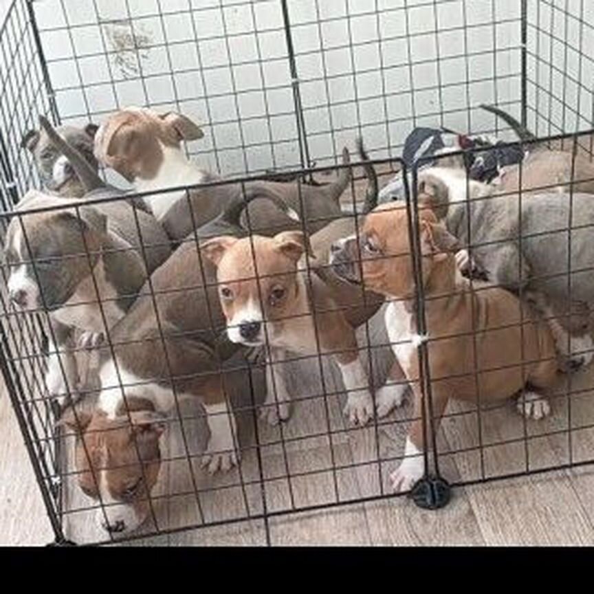 Американский булли и стаффы