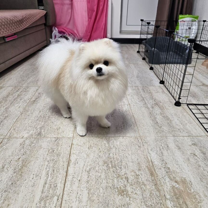 Померанский шпиц, взрослый пёс