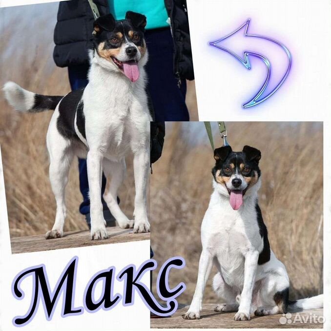 Макс ищет семью