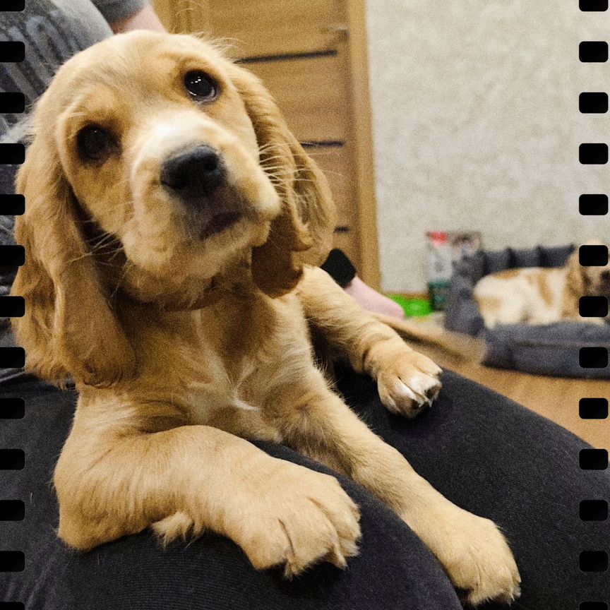 Английский кокер-спаниель, щенок