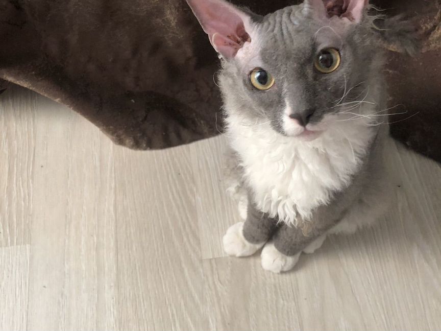 Кошки в добрые руки бесплатно