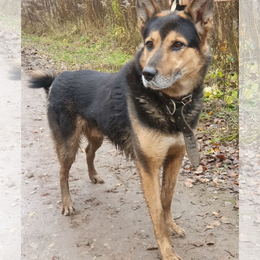 Взрослый пёс в добрые руки