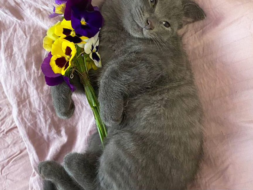 Котенок девочка в добрые руки в дар а-ля русская г