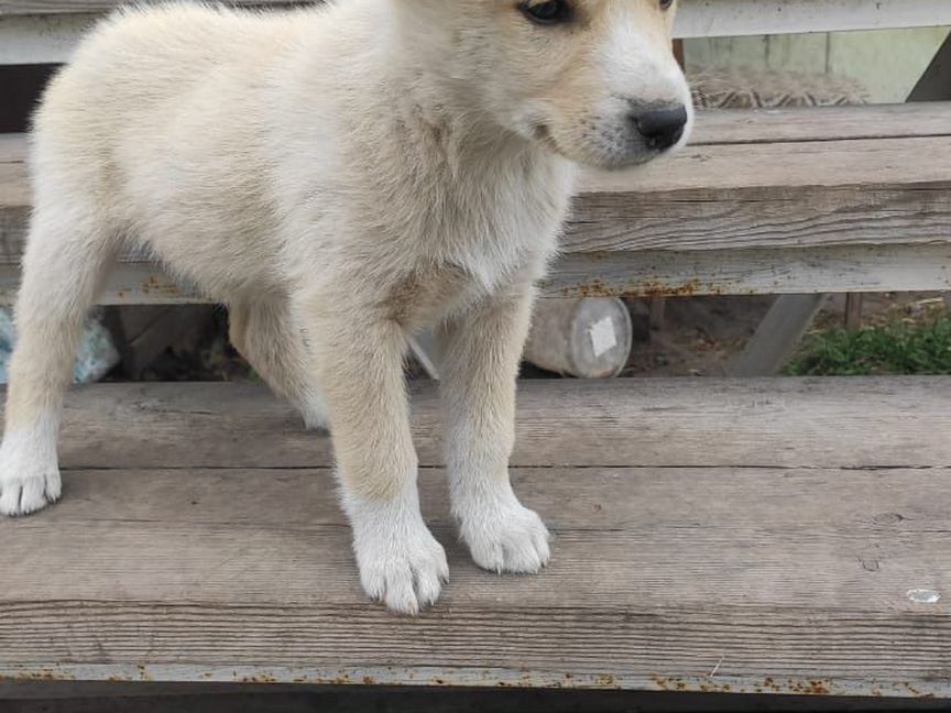 Лайка помесь с хаски щенок