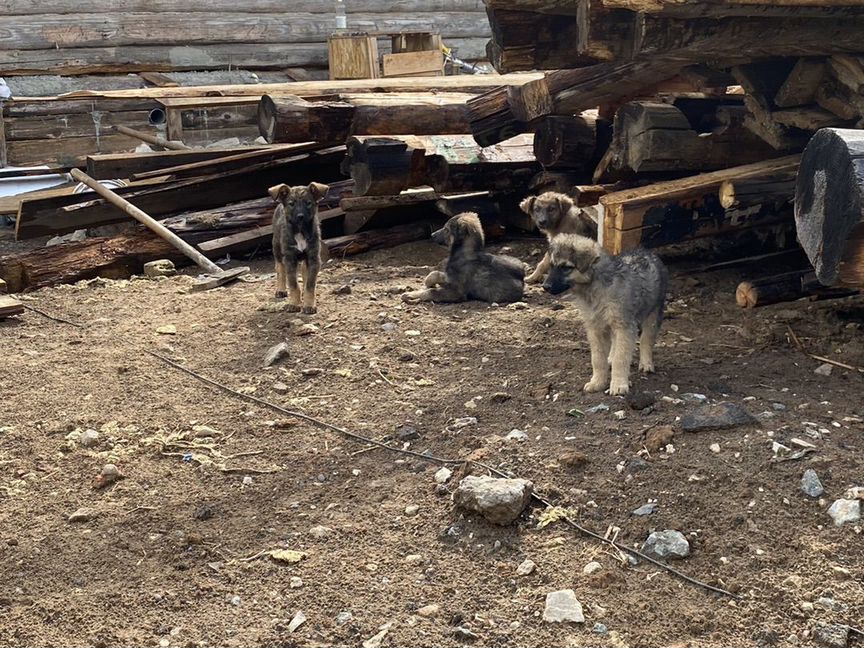 Щенята щенки