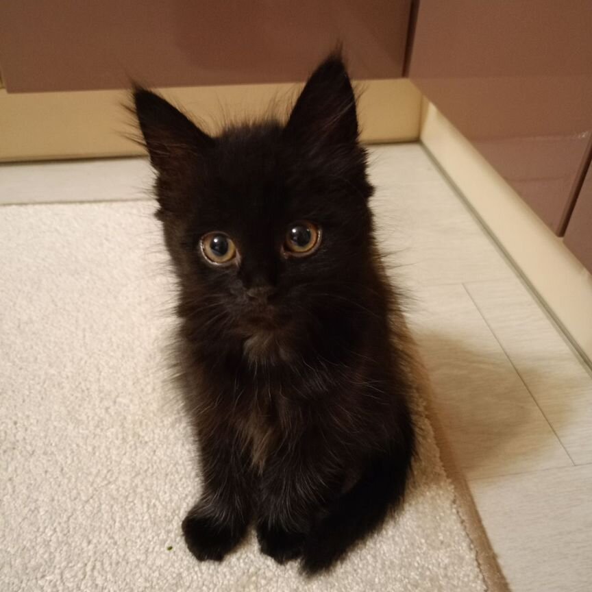 Котёнок девочка