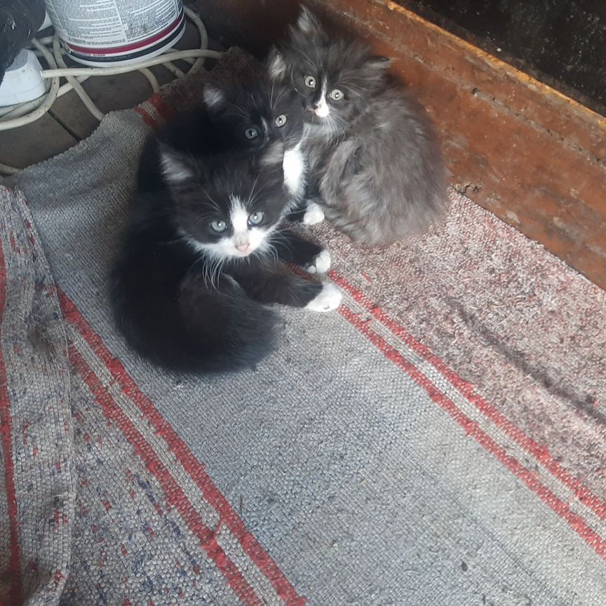 Отдадим котят