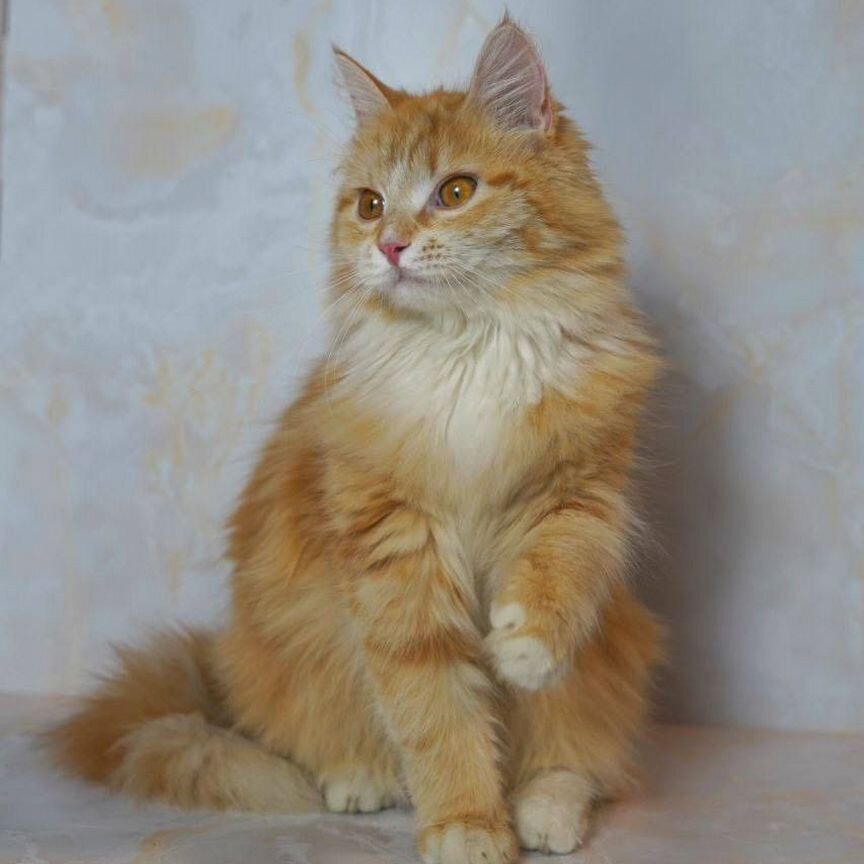 Рыжий котенок в дар