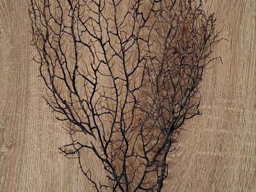 Мягкий коралл Индийский океан