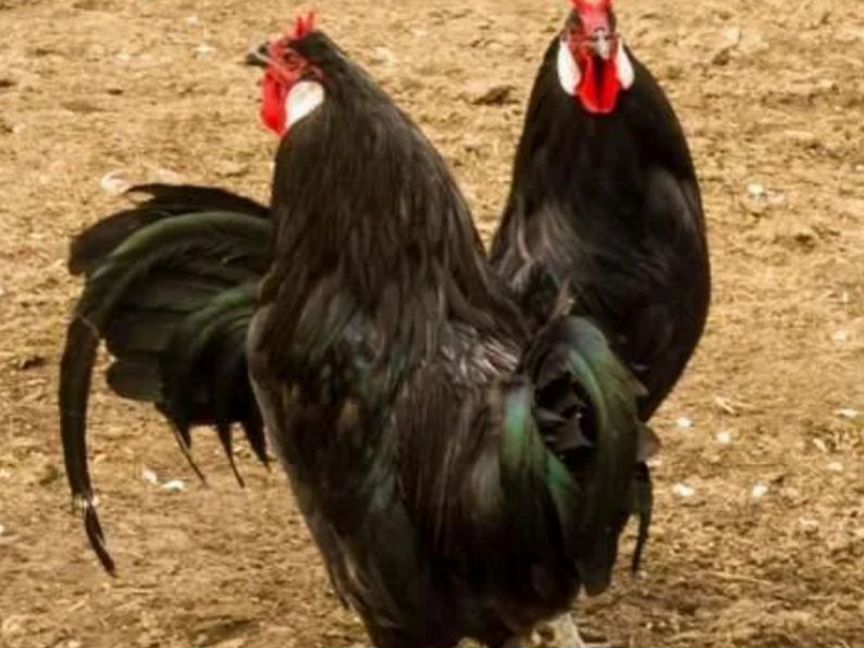 Ла флеш цыплята