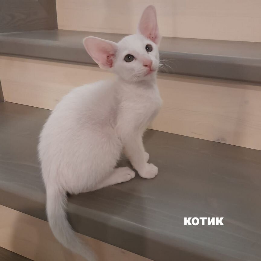 Продам котят ориентал