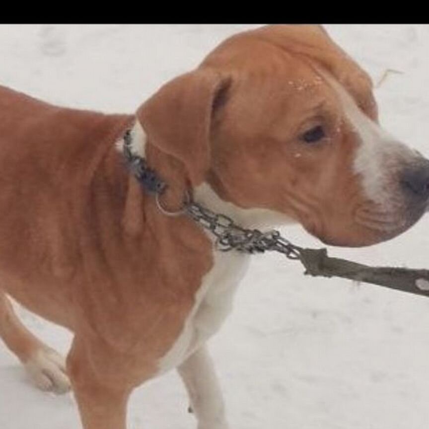 Американский стаффордширский терьер, взрослый пёс