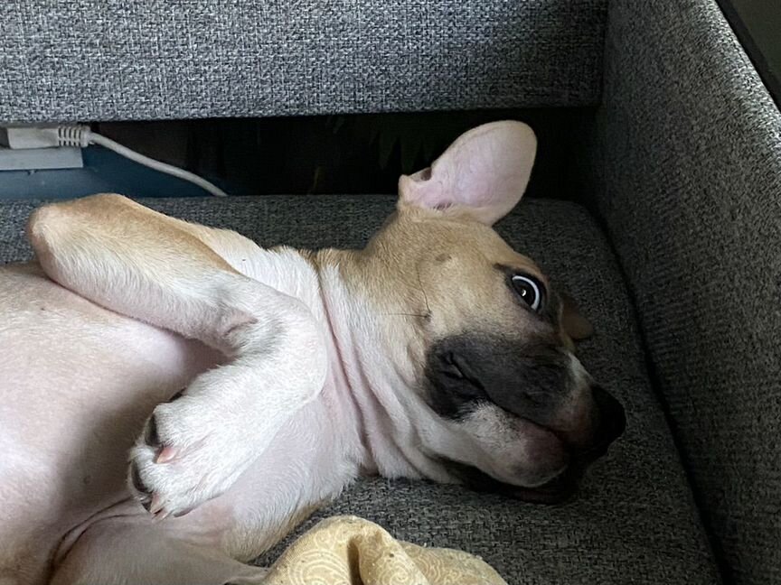 Стаффордширский терьер