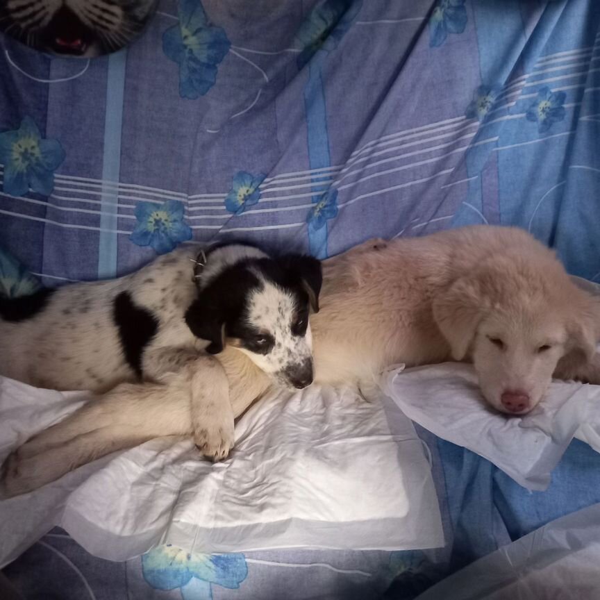 Щенки в беде