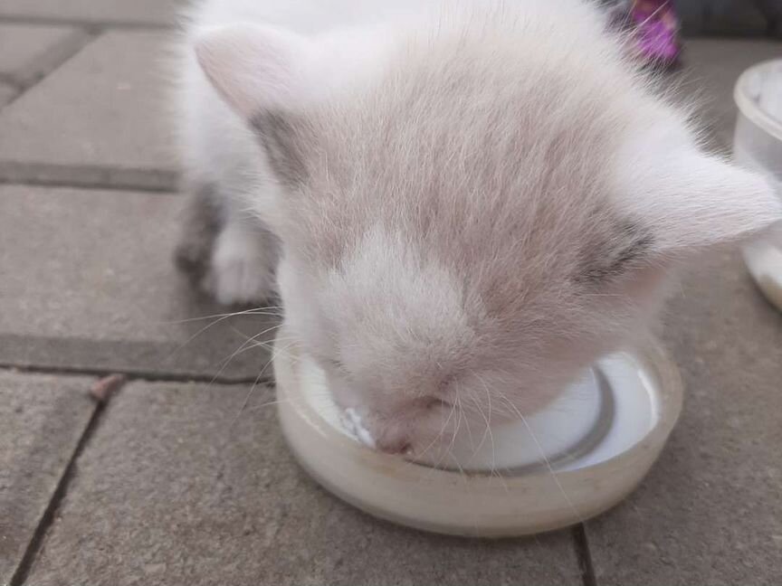 Котенок в добрые руки