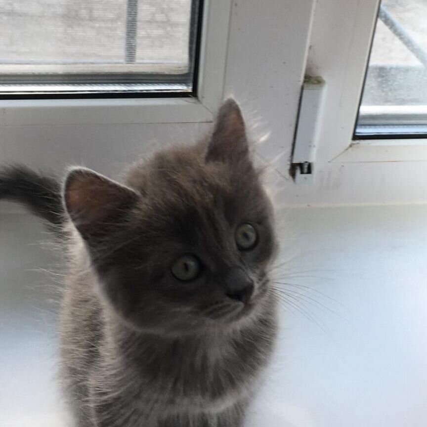 Котята. Девочки сибиряки