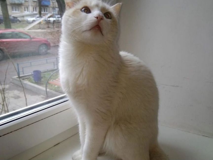 Котик в добрые руки