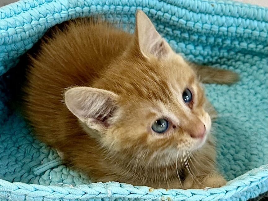 Котенок