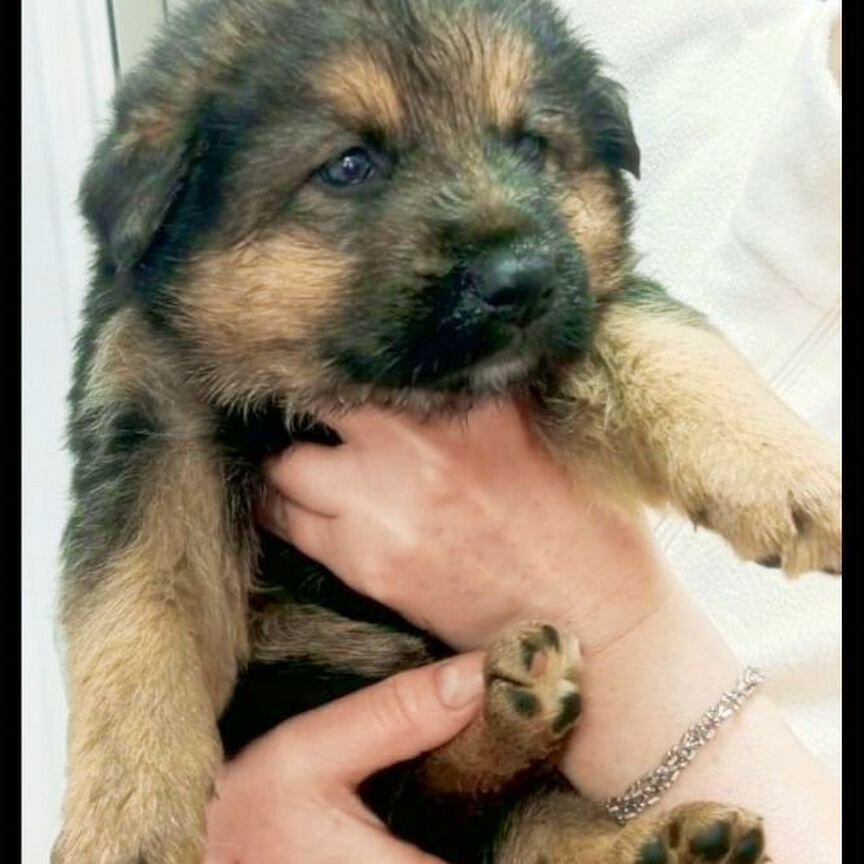 Щенки овчарки