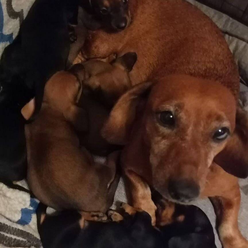 Такса, щенок