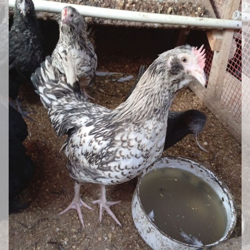 Молодые петушки, карликовые курочки