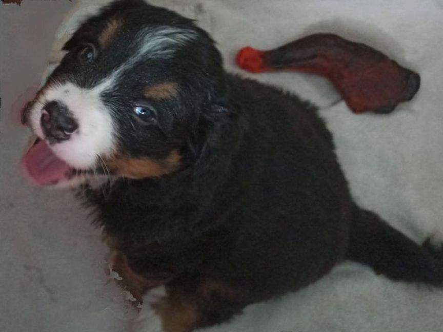 Бернский зенненхунд