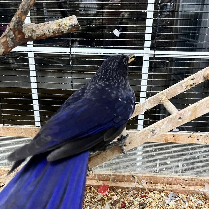 Синяя птица