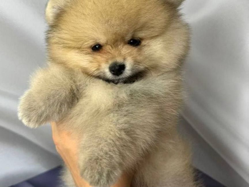 Щенки померанского шпица медвежьего типа