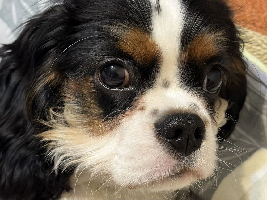 Кавалер кинг чарльз спаниель