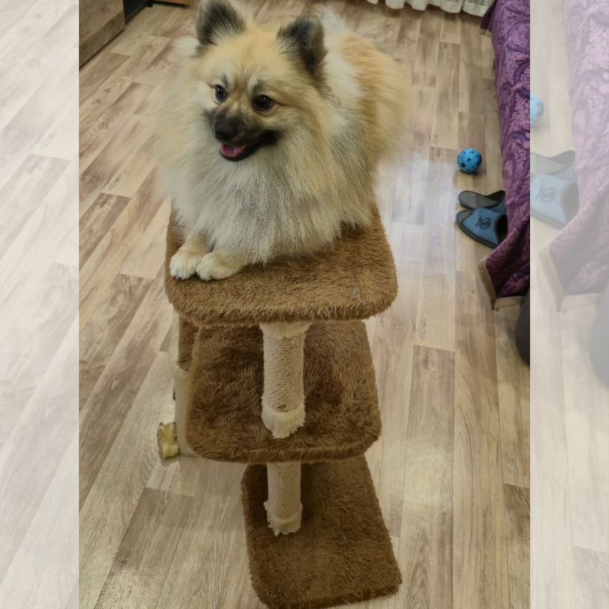 Померанский шпиц, вязка