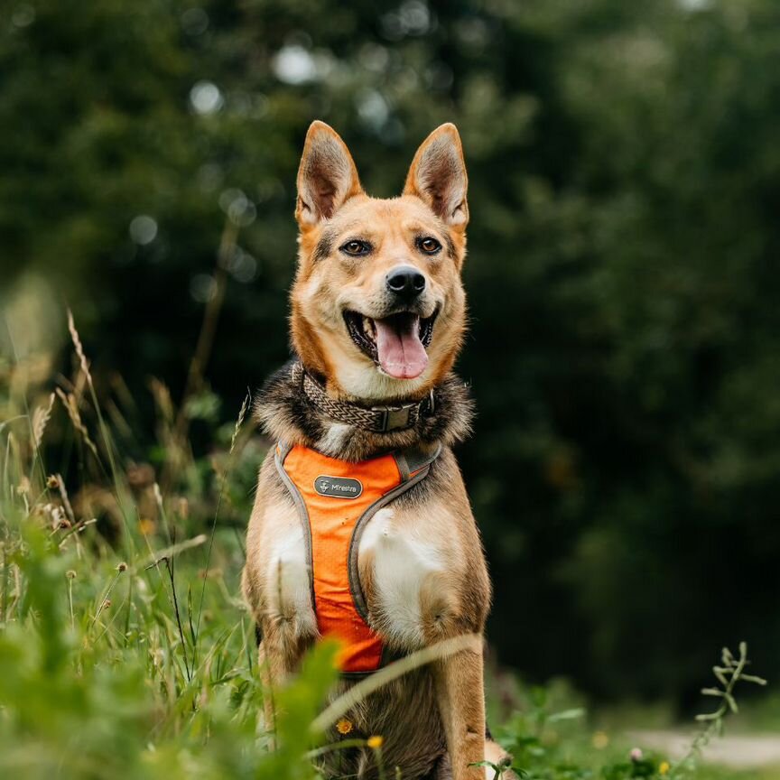 Средняя Собака в добрые руки