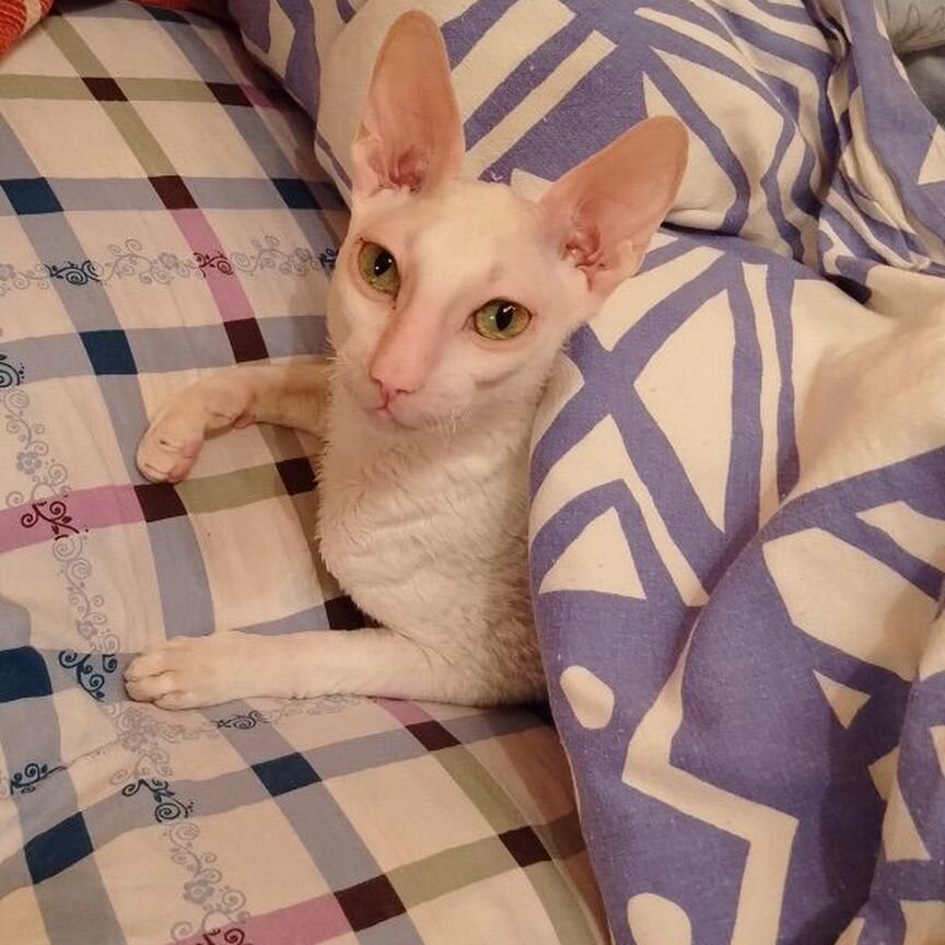 Котик кастрированный