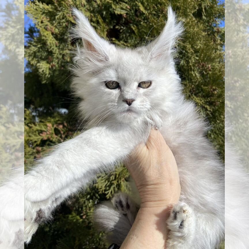 Мейн-кун котёнок