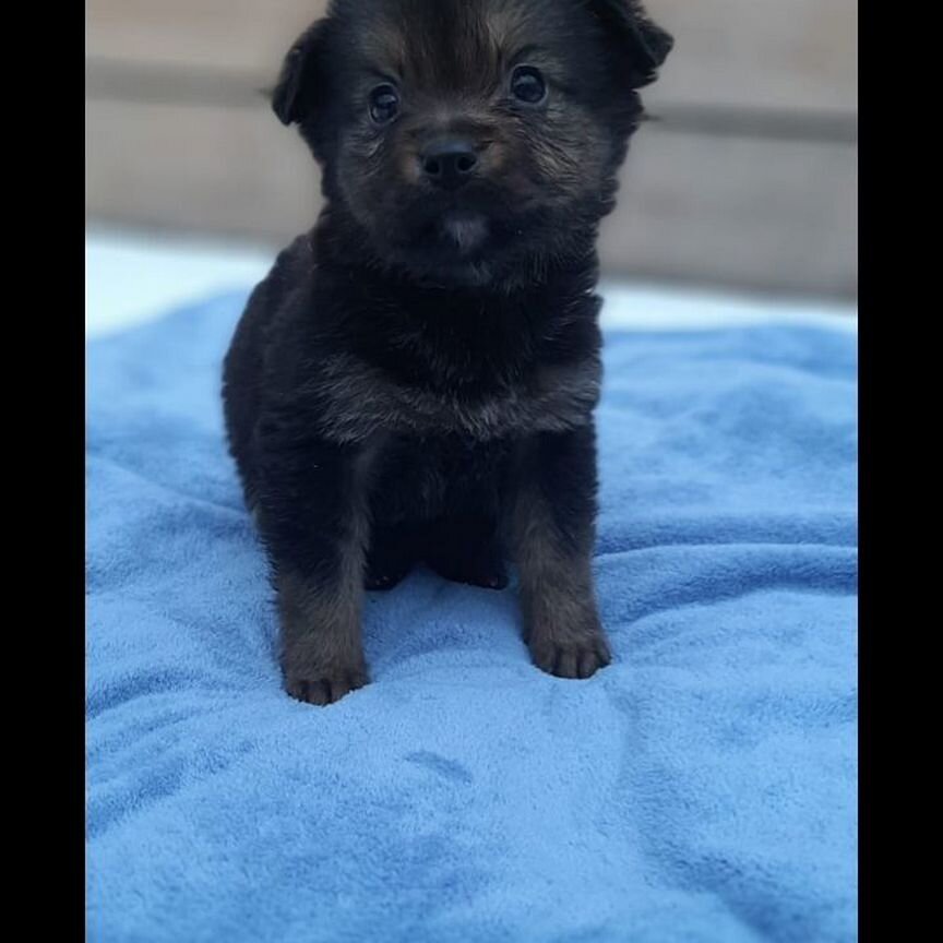 Кики девочка ищет хозяина