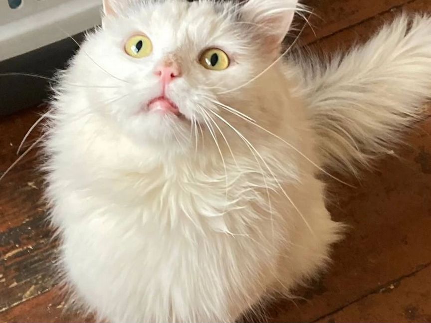 Котик Нельсон в добрые руки