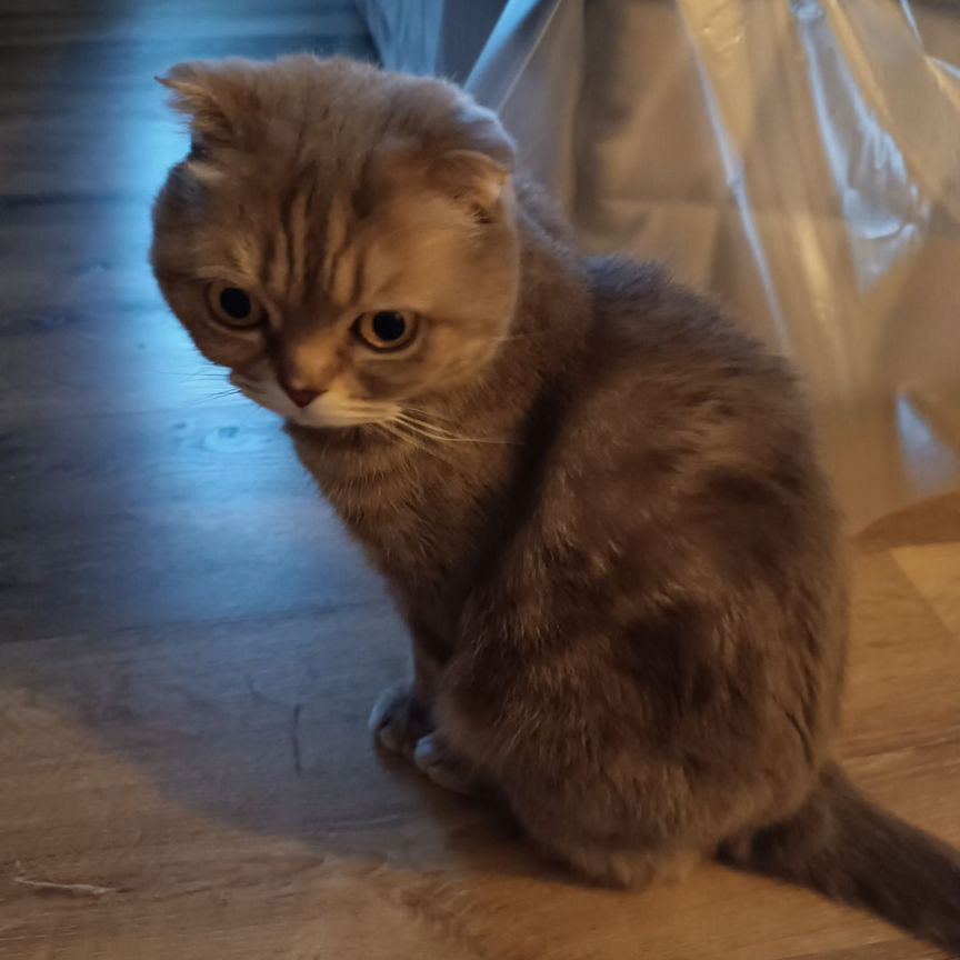 Кошка шотландская вислоухая в дар с приданным