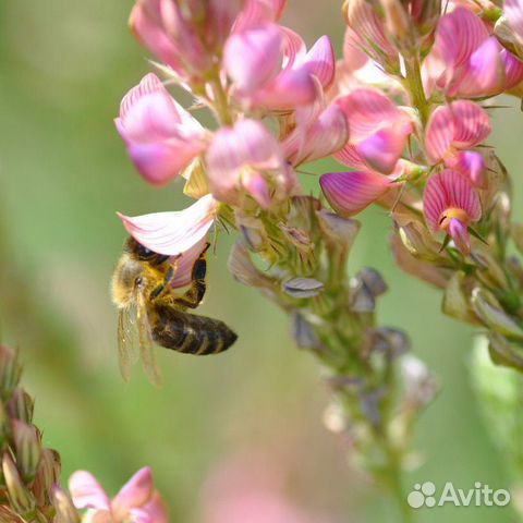 5 кг. Эспарцет посевной - семена (лат. Onobrchis