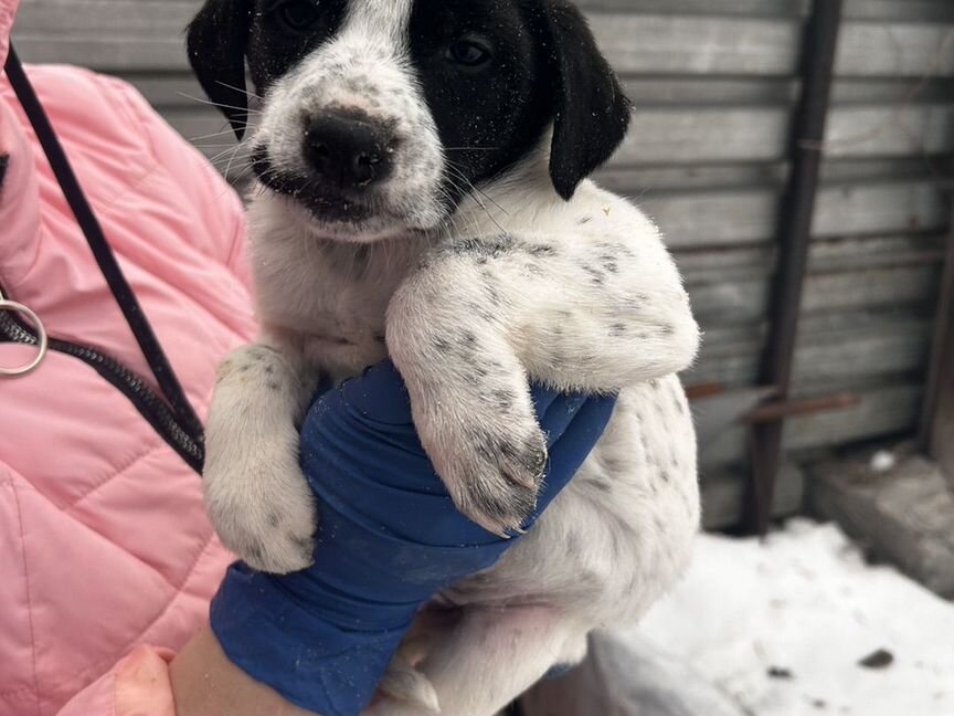 Продам щенят