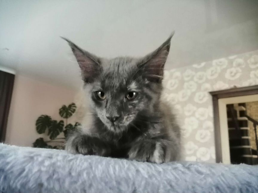 Котята мейн-кун