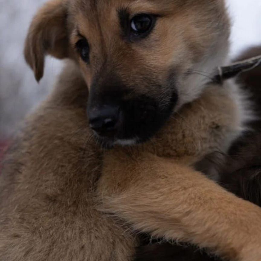 Щенок в добрые руки