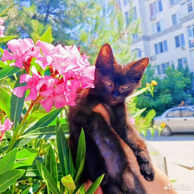 Твое шоколадное чудо