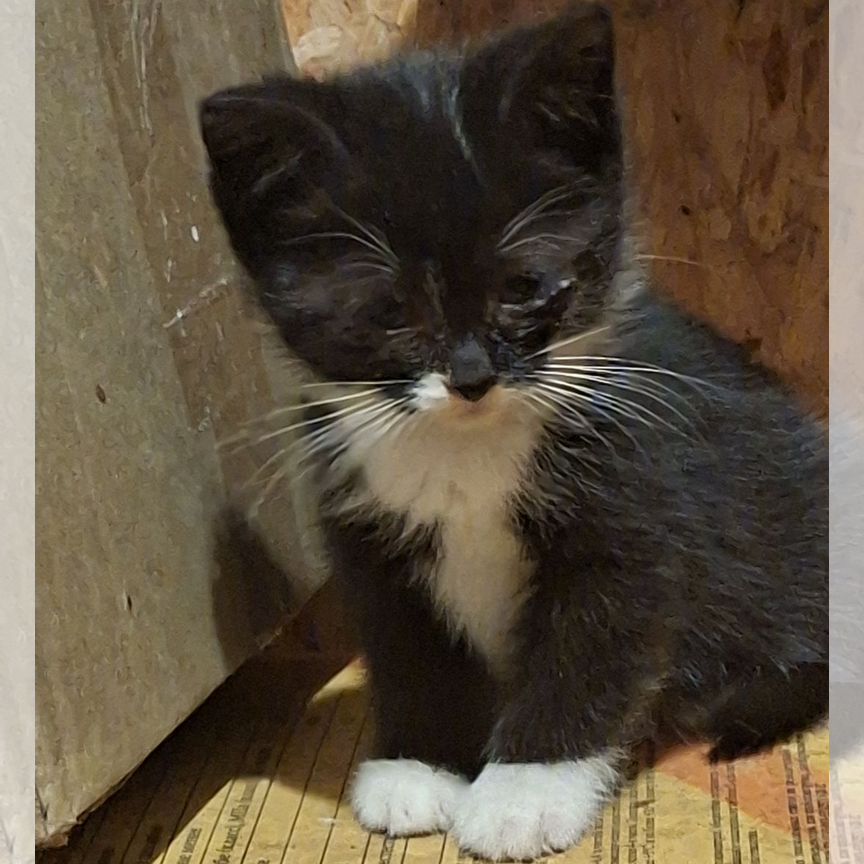 Котёнок в добрые руки