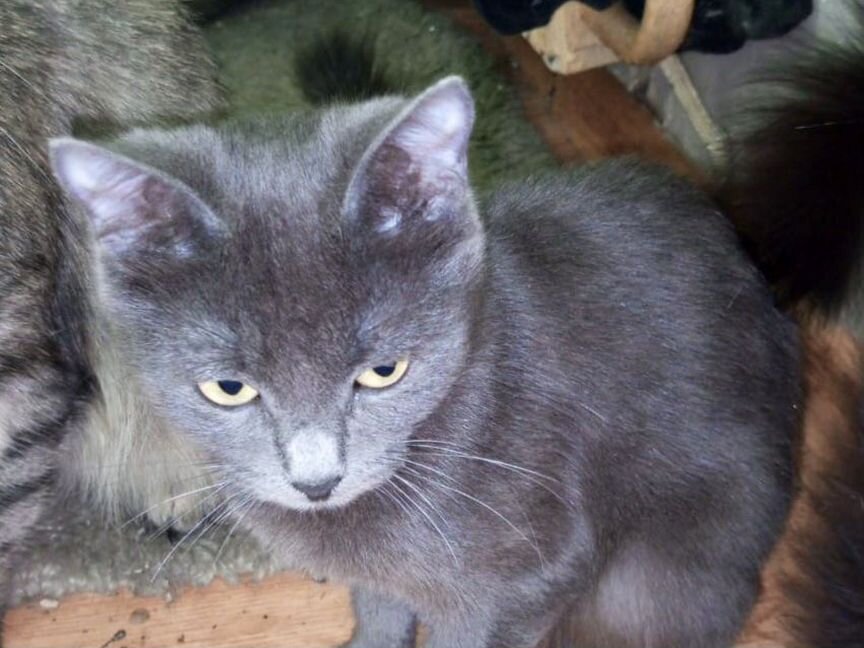 Кошечка метис русской голубой ждёт улица