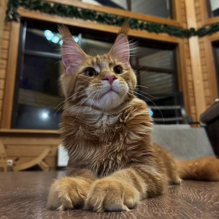 Котенок мальчик мейн-кун