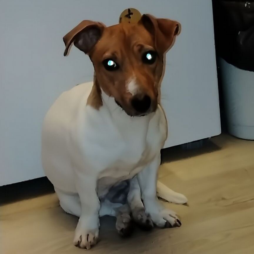 Джек-рассел-терьер, щенок