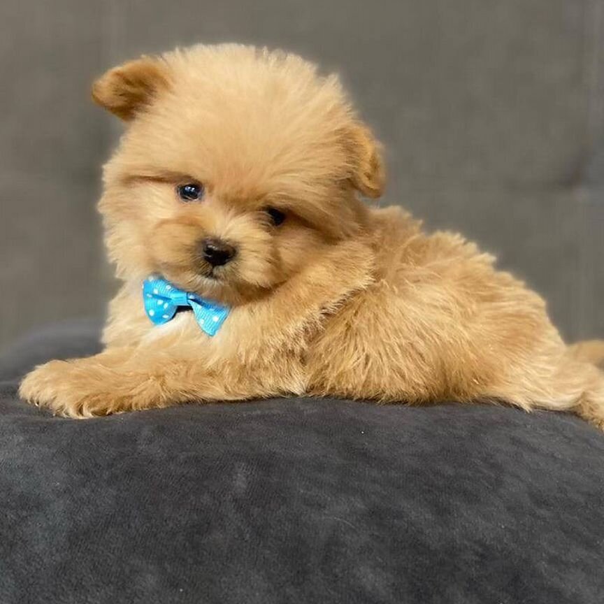 Мальтипу, щенок