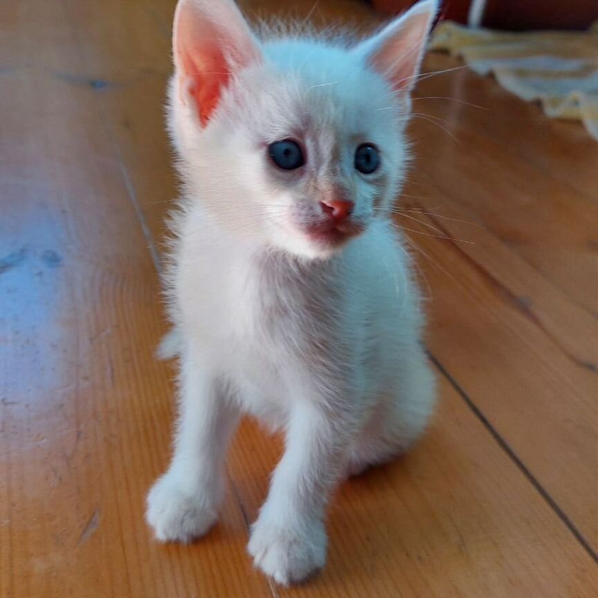 Домашние животные котята бесплатно